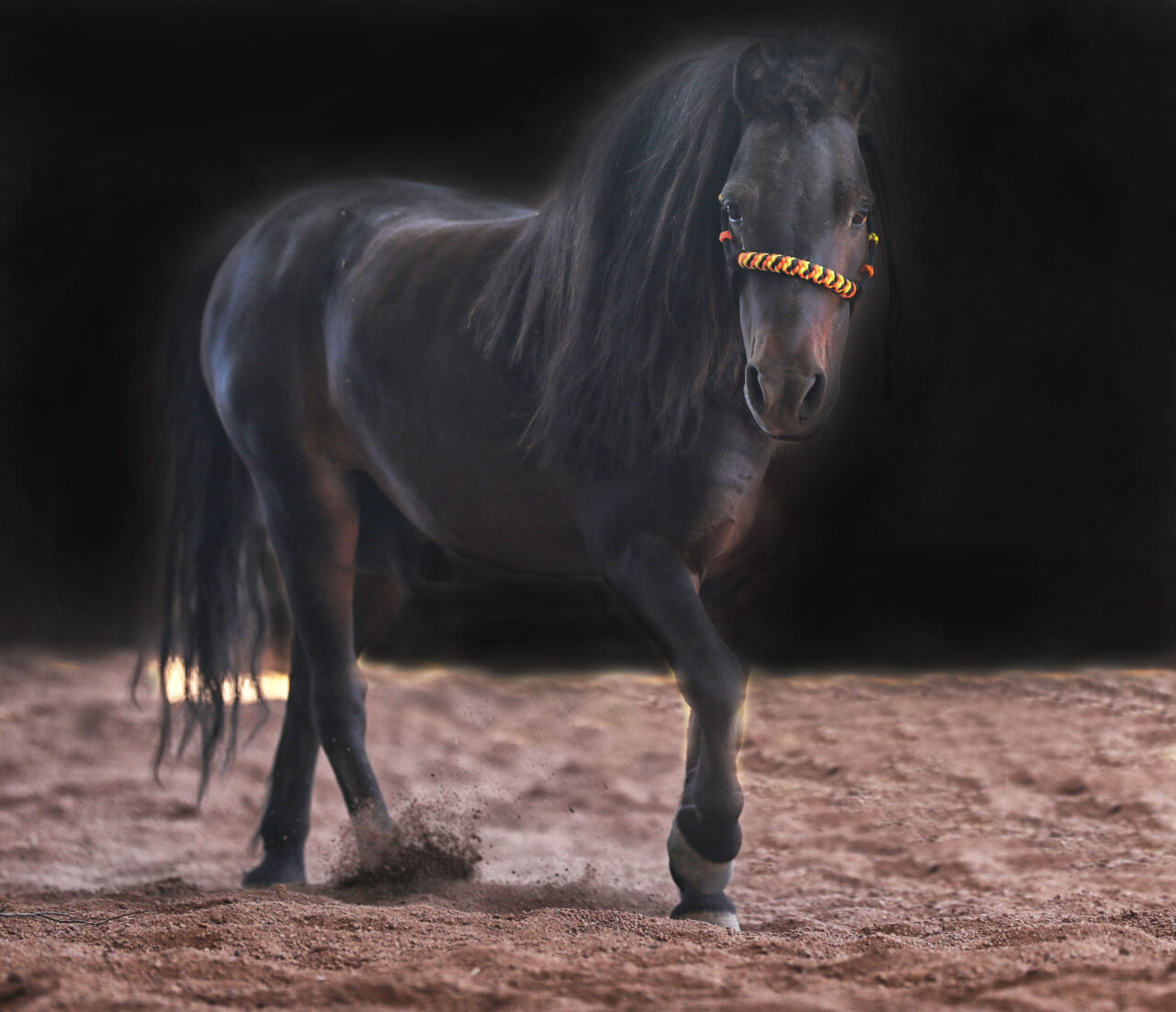 Hercules - Horse Shepherd