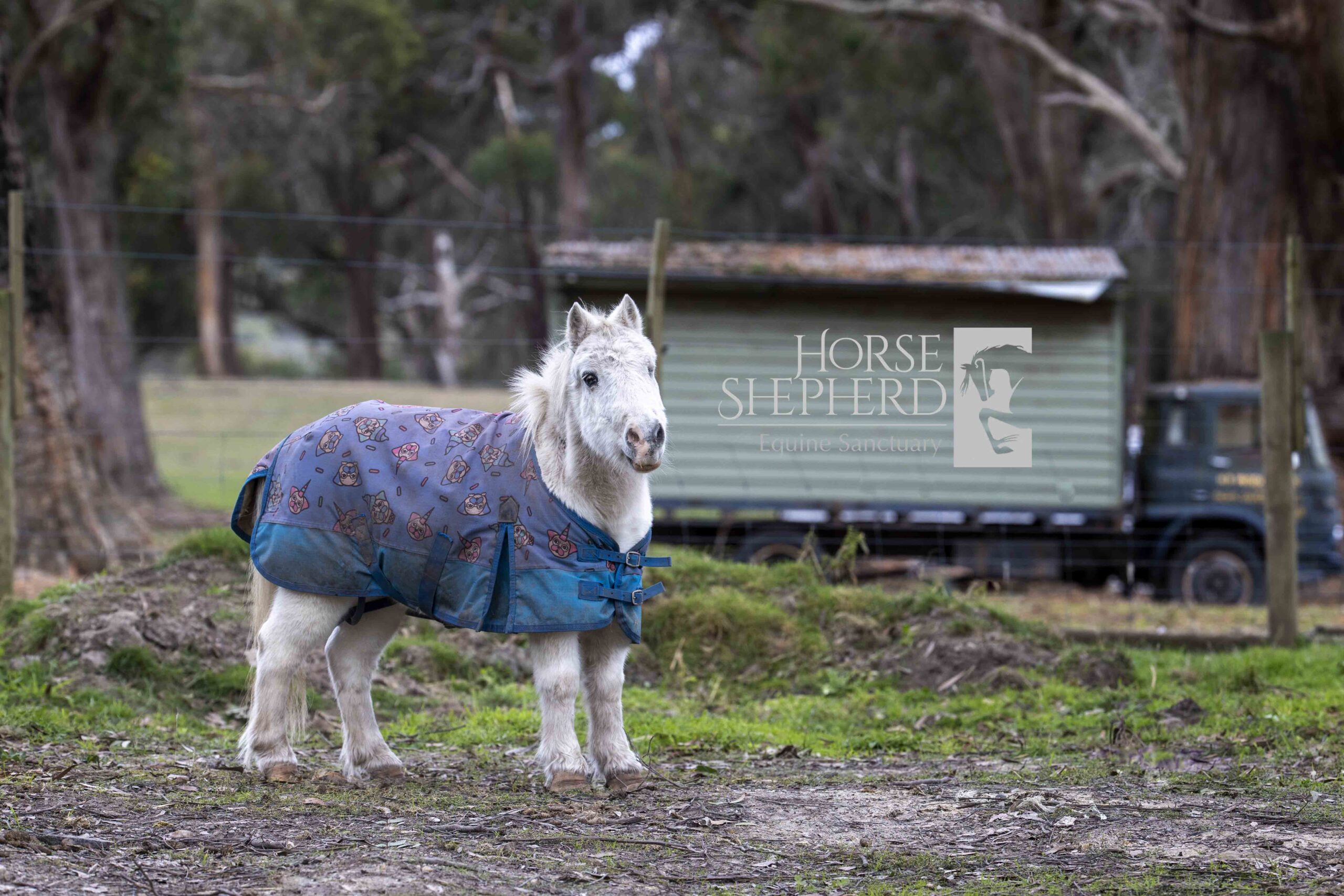 HSES JJ - Horse Shepherd