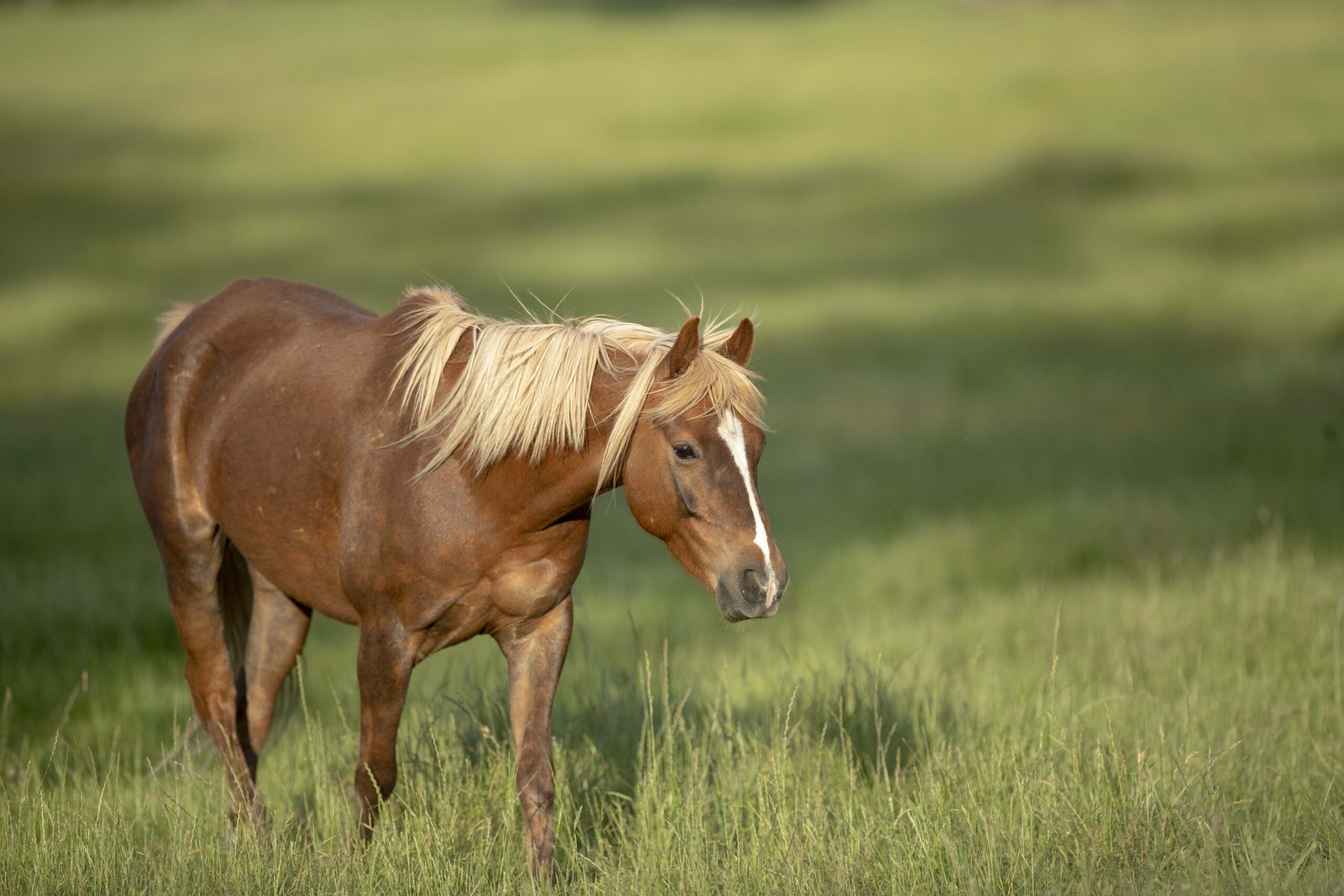 HSES George - Horse Shepherd
